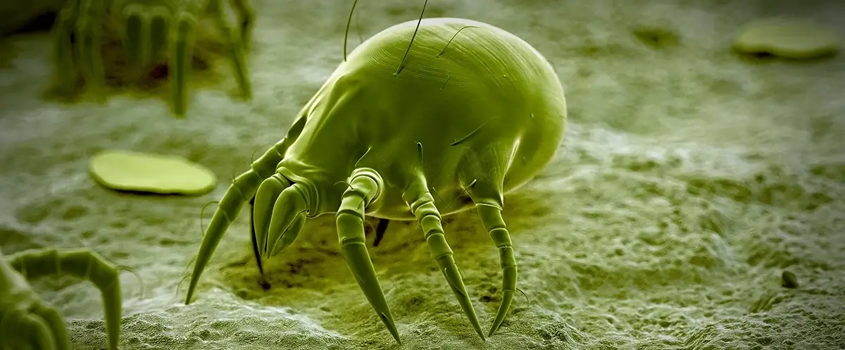 Como eliminar ácaros em ambientes domésticos